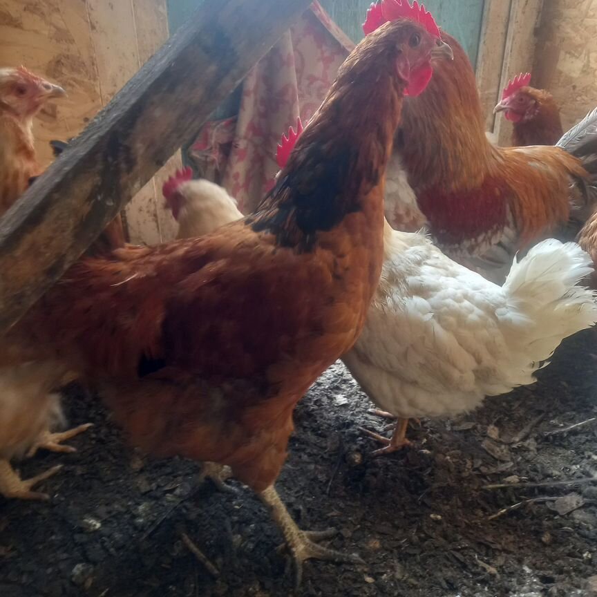 Петухи домашние