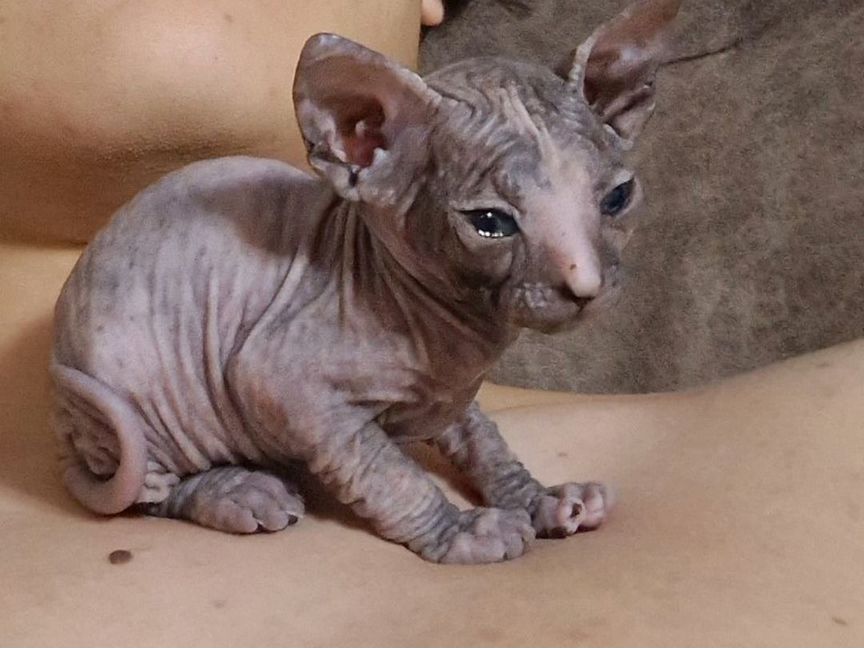 Кошечка 1,5 мес канадский сфинкс