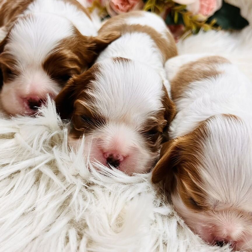 Кавалер кинг чарльз спаниель