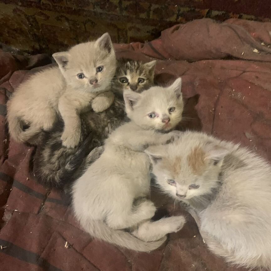 Котики ищут дом