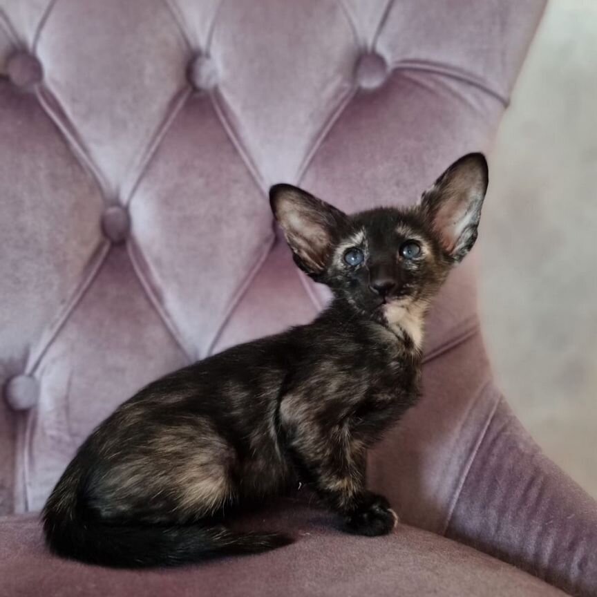 Ориентальная