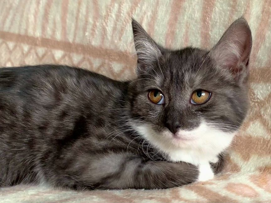 Принцесса Морошка в поиске дома