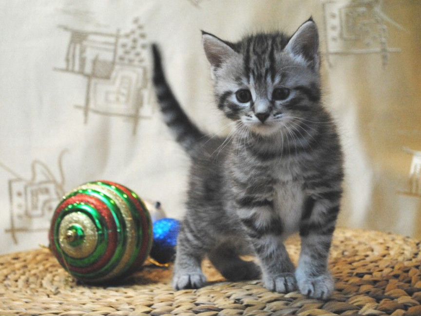 Котенок мальчик