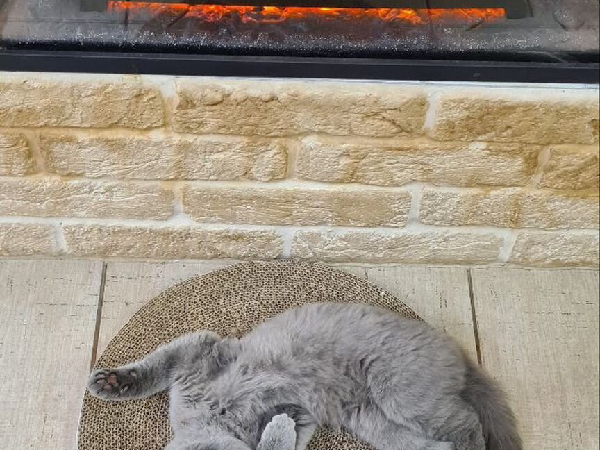 Шотландская прямоухая кошка