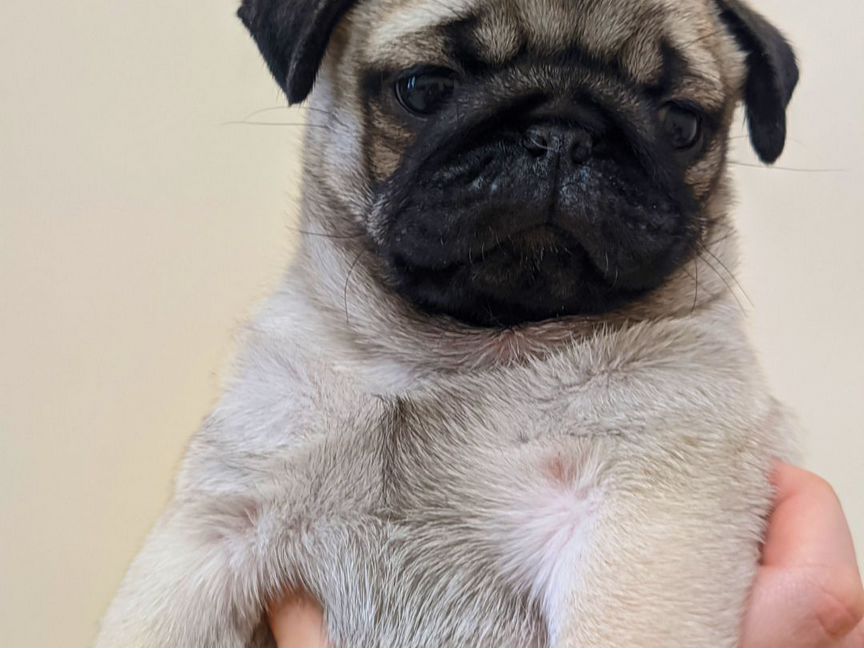 Щенки мопса