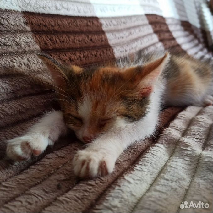 Кошокчка