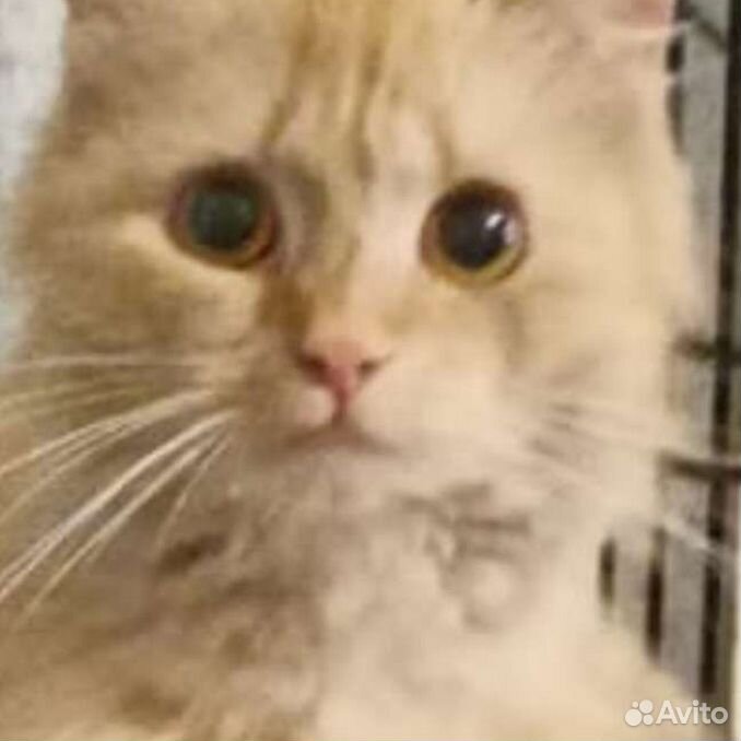 Кошечка Алиса ищет семью