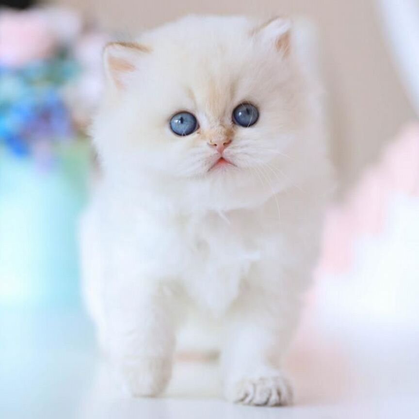 Британская шиншилла