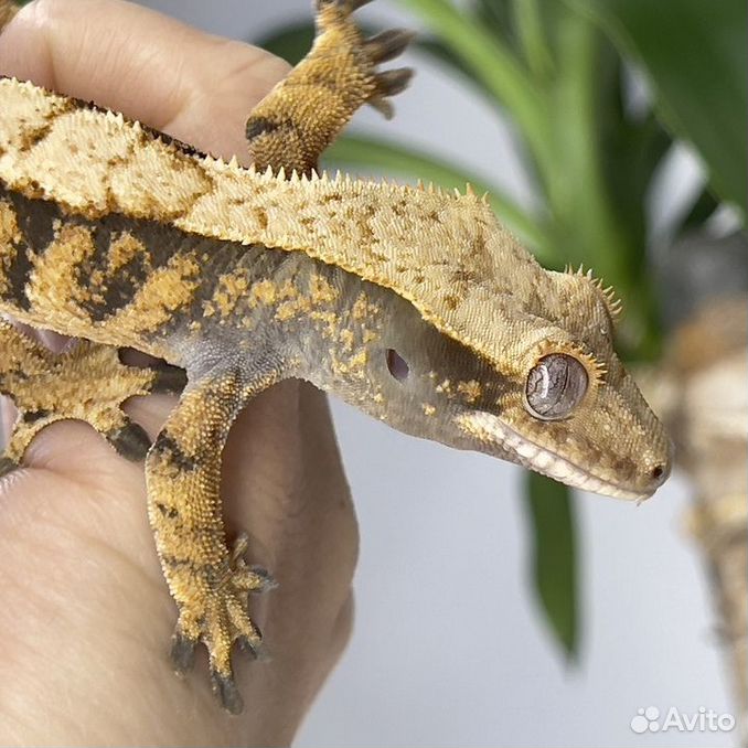 Бананоед Harlequin самец