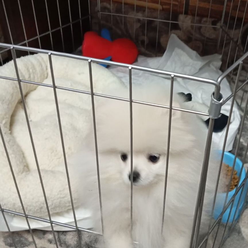 Померанский шпиц, щенок