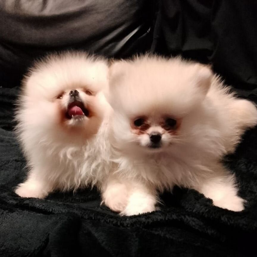 Белый померанский шпиц