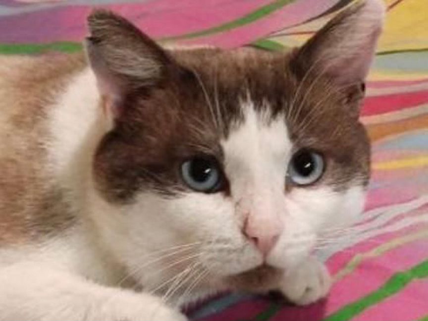 Молоденький котик