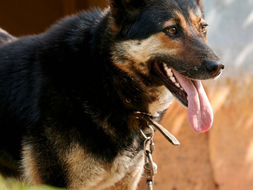 Собака - Помесь овчарка и лайка. Ищет дом