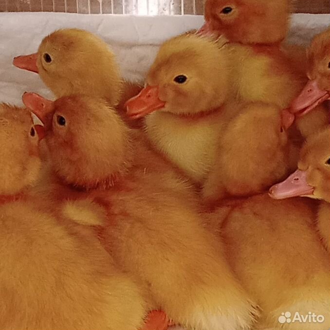 Утята бройлерные быстрорастущие ст5