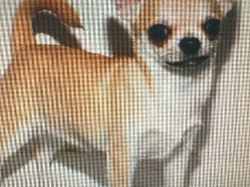 Чихуахуа, шпиц, йорки - обработка