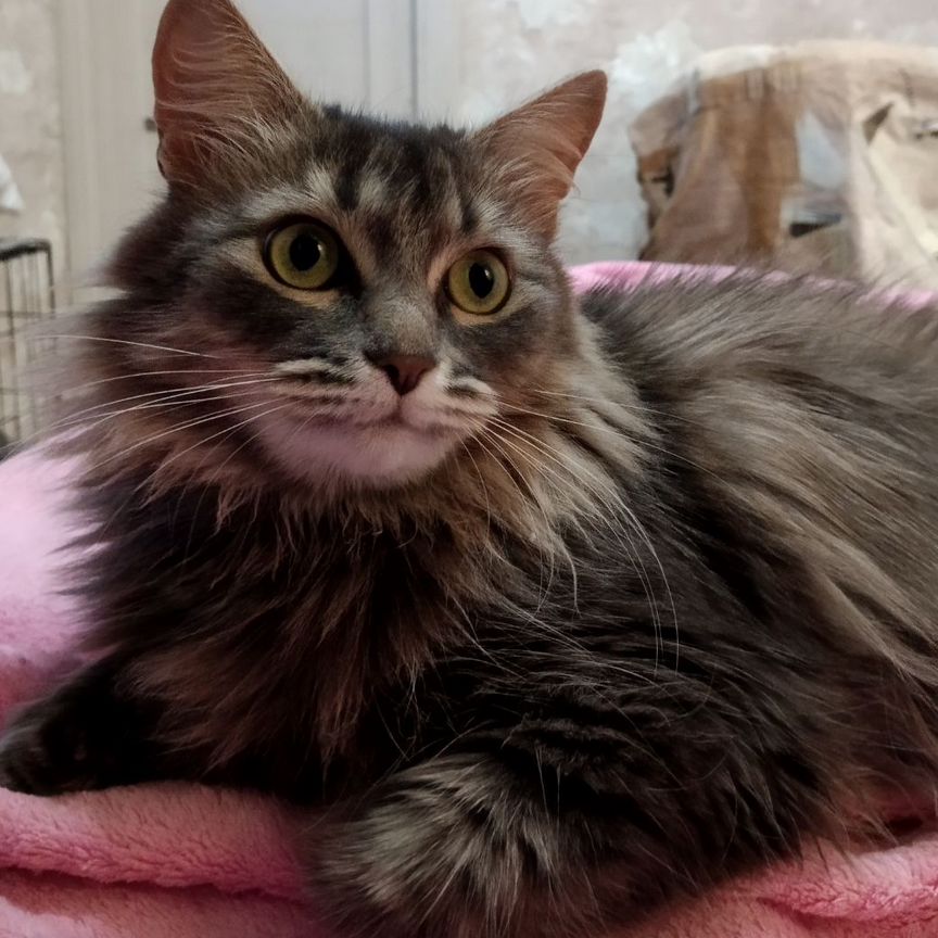 Кошка