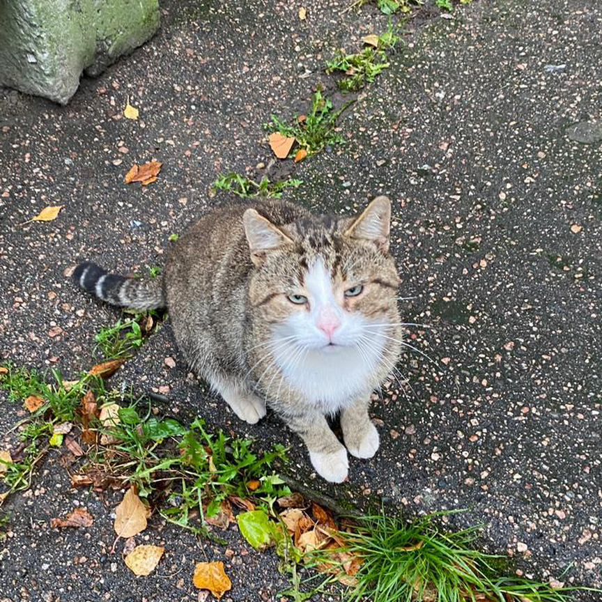 Милые котики, бесплатно