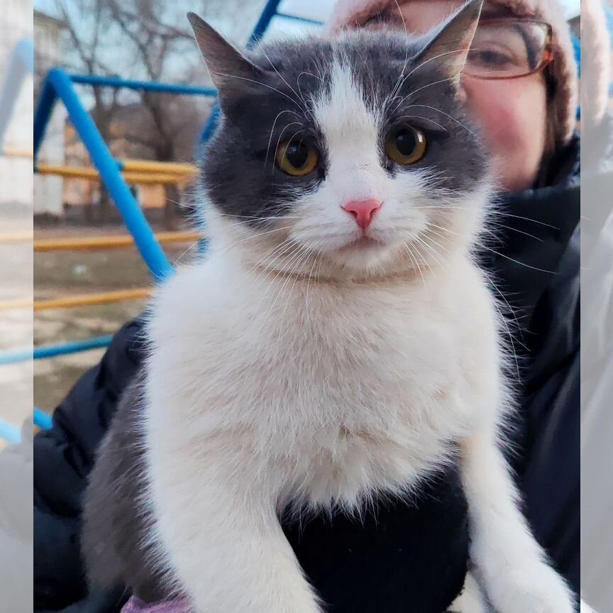 Кошка в добрые руки