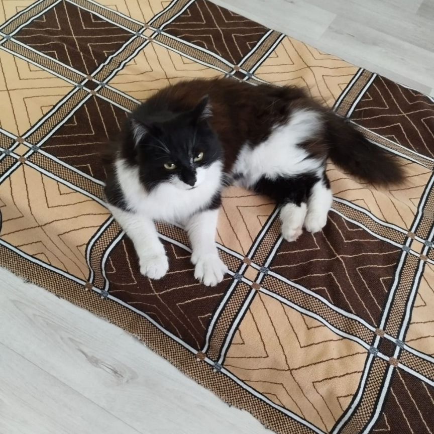 Отдам кота в добрые руки