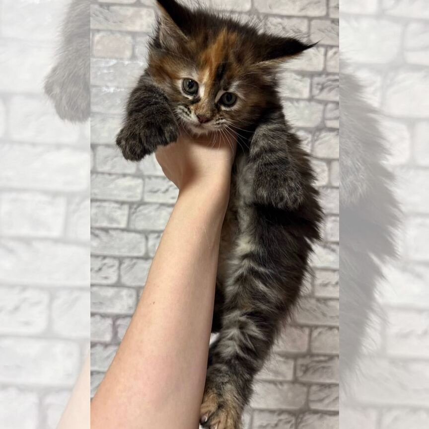 Мейн-кун котёнок