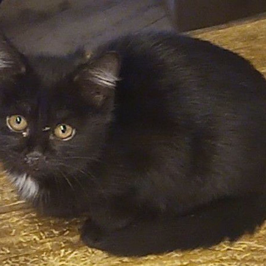 Луна в руку