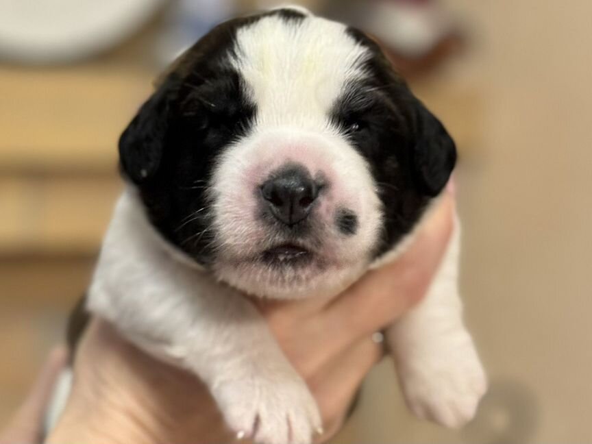 Щенки московской сторожевой для охраны и души