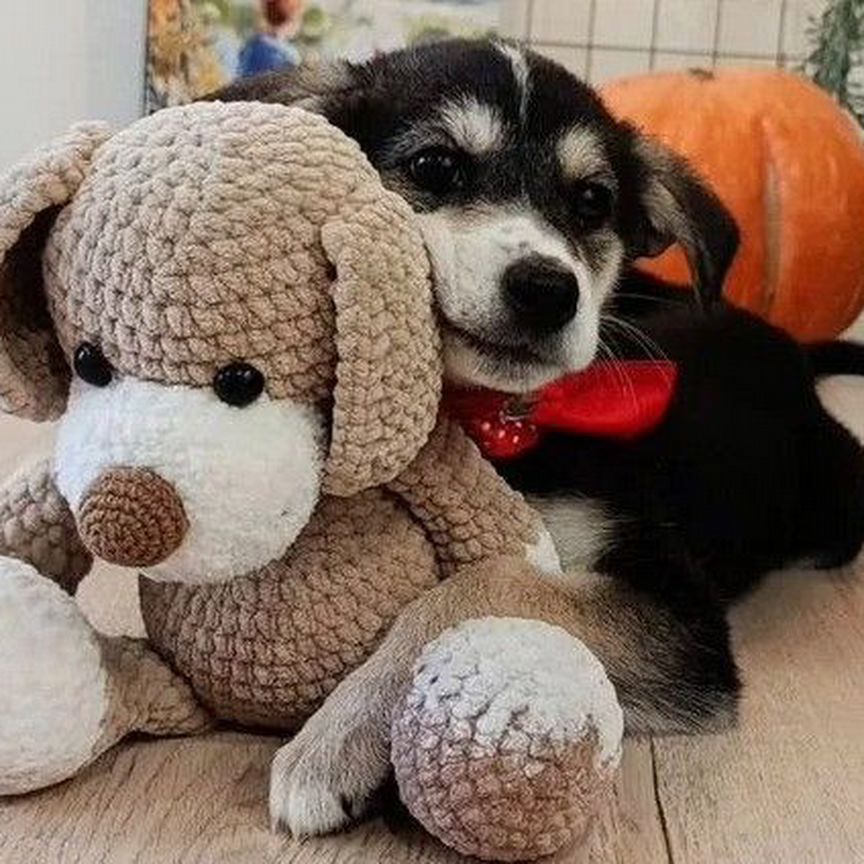 Щенок в добрые руки