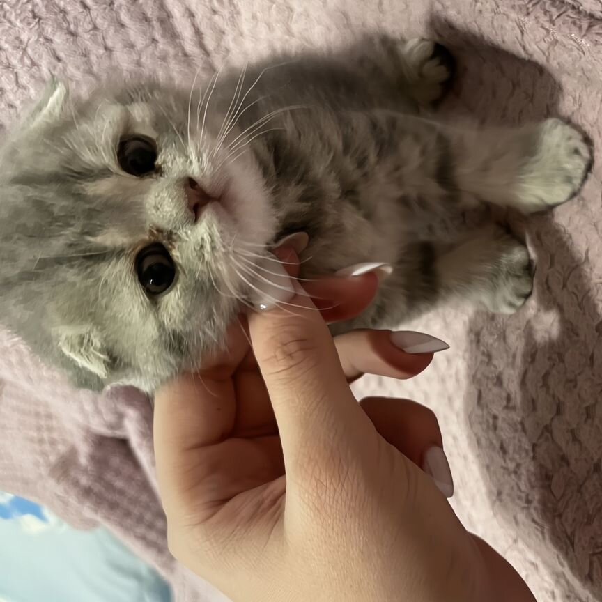 Шотландский вислоухий длинношёрстный котёнок