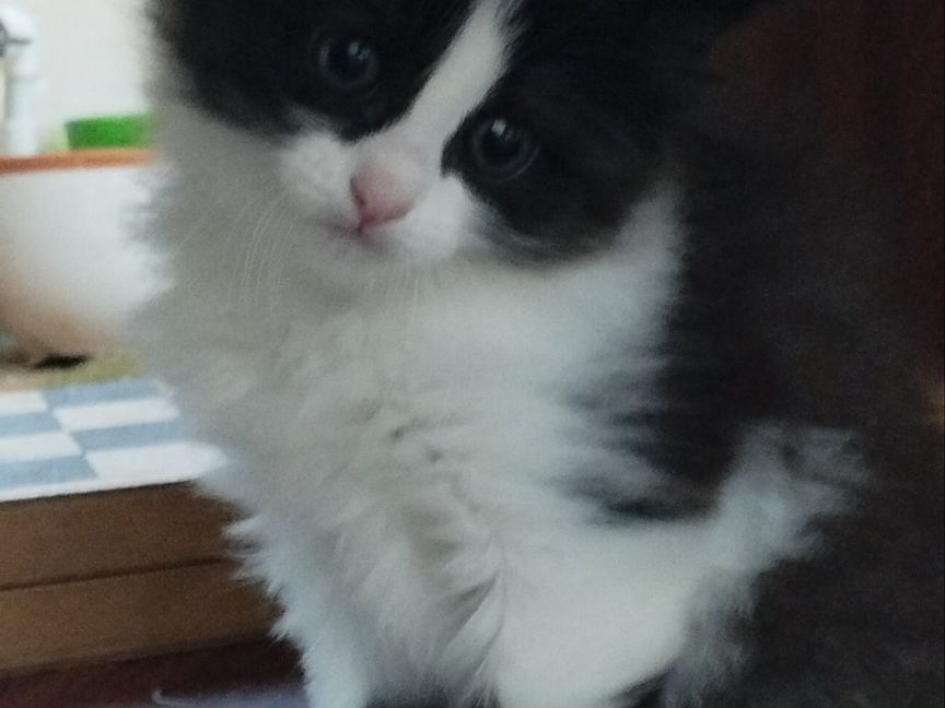 Кошка бесплатно