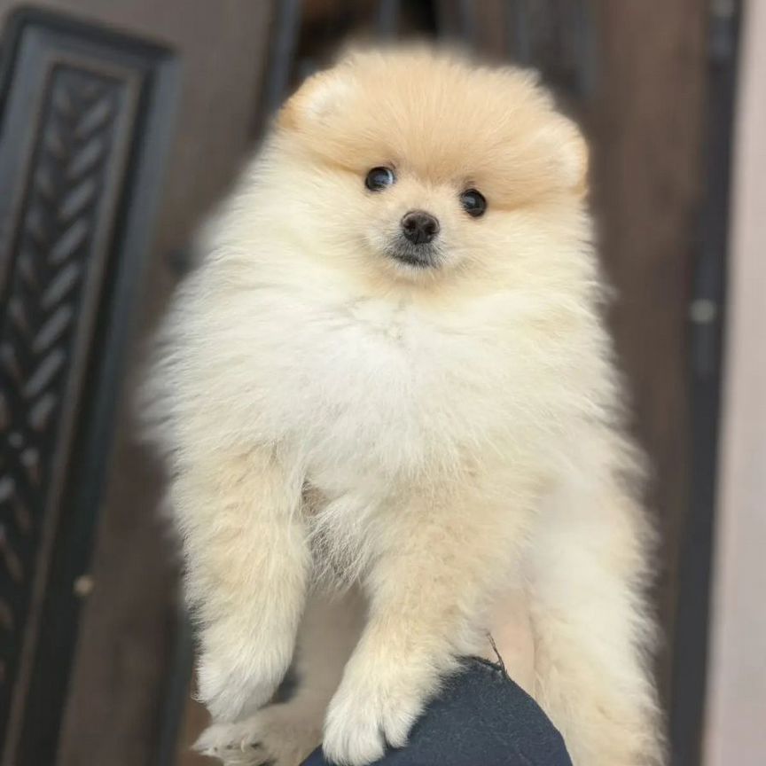 Померанский шпиц, щенок