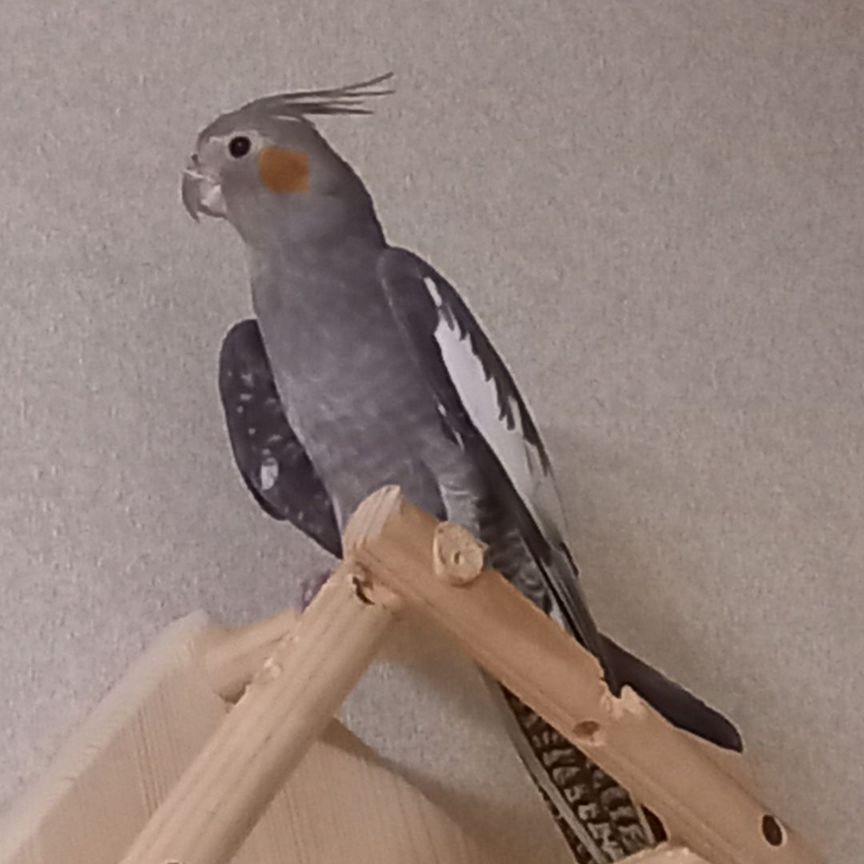 Попугай корелла птенец ручной