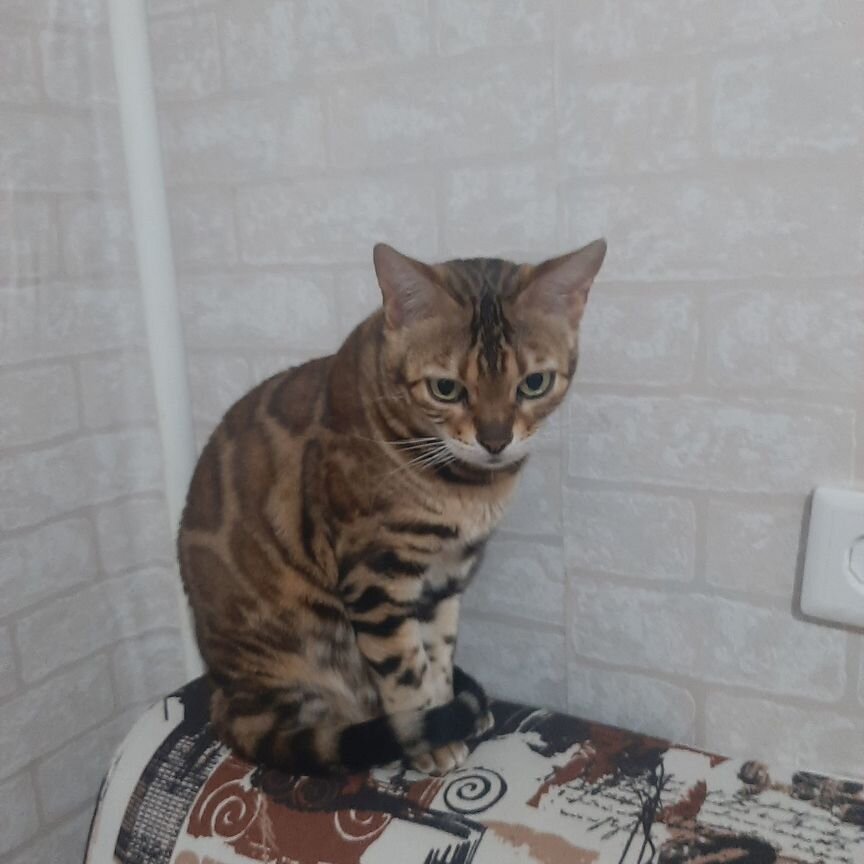 Бенгальская, взрослая кошка