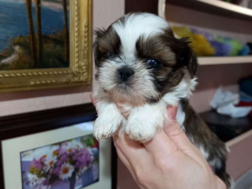 Щенки ши-тцу