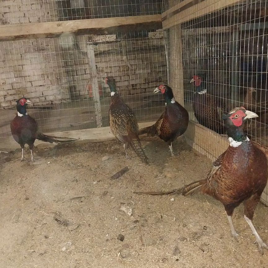 Продаются фазаны охотничий
