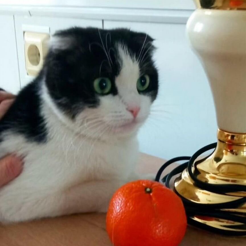 Кошка вислоухая в добрые руки