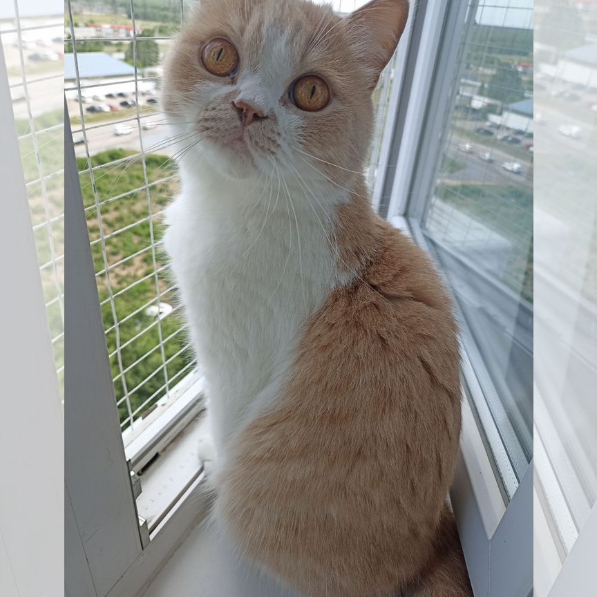 Отдам кота бесплатно