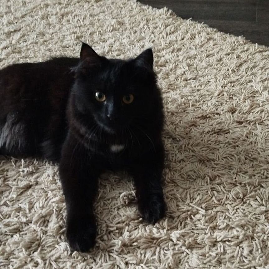 Черный кот в добрые руки