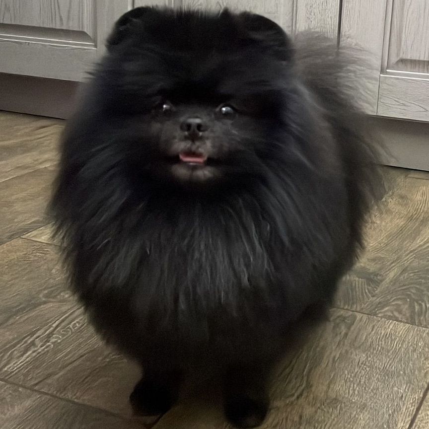 Вязка шпца