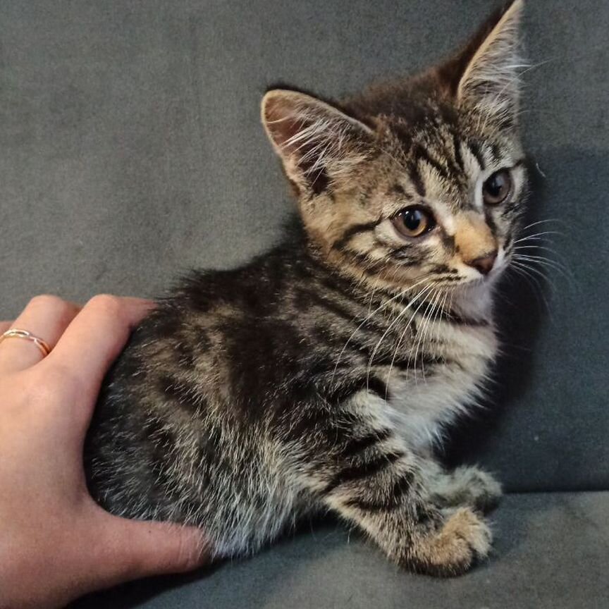 Кошечка 1,5месяца
