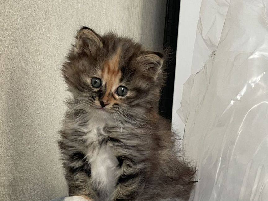 Котенок Курильский бобтейл