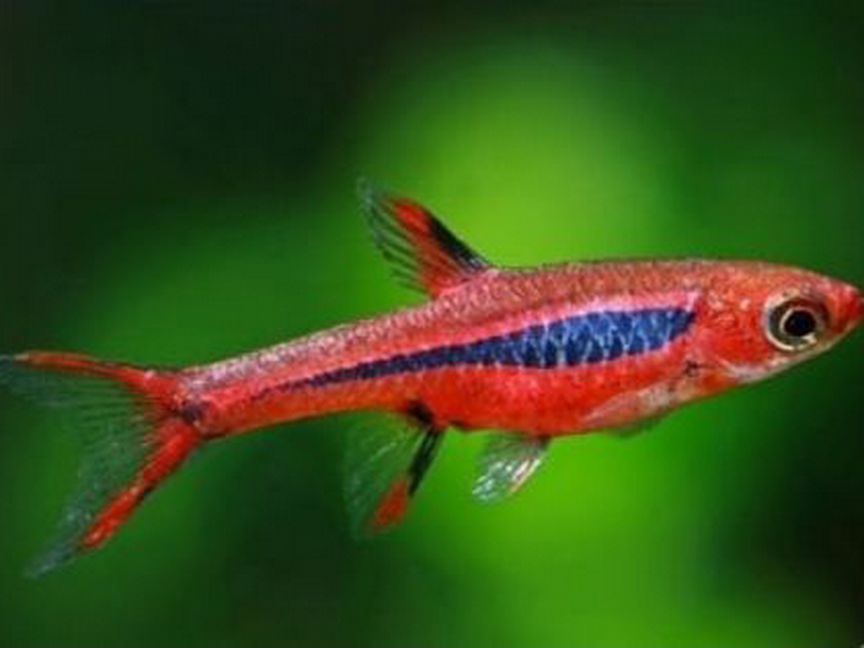 Расбора бригитта, галактика, аксельрода, эпиплятис