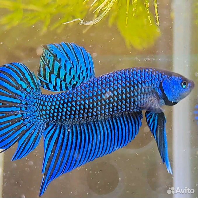 Alien Betta (гибрид дикой рыбки петушка)