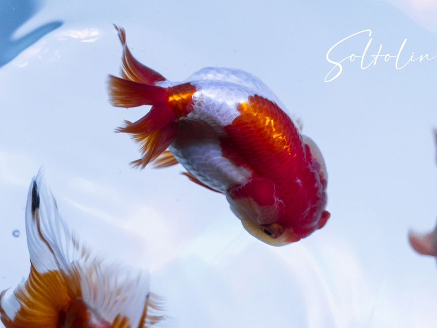 Золотые рыбки