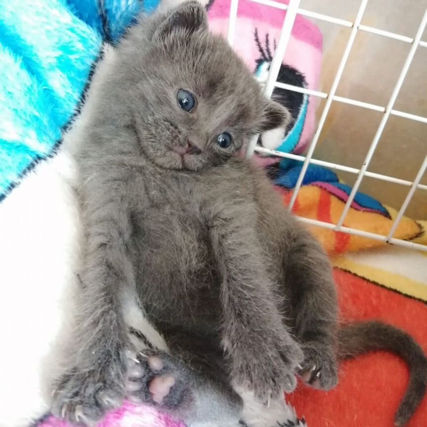 Котенок в добрые руки, Британка
