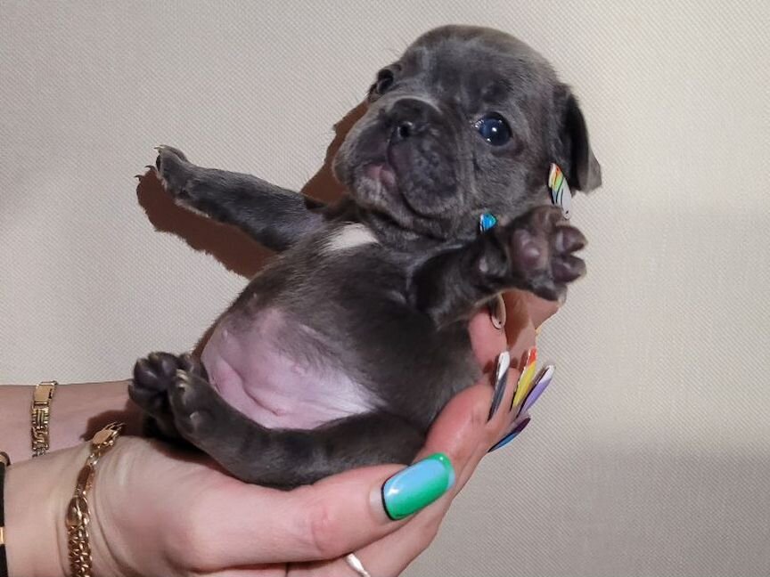 Цветные детки