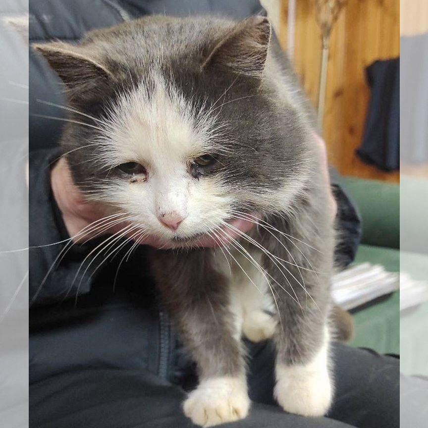 Европейский короткошёрстный, взрослый кот