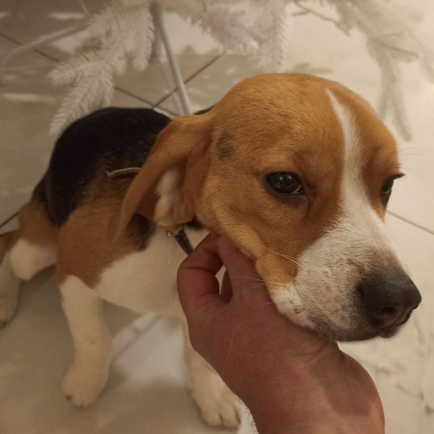 Бигль, щенок