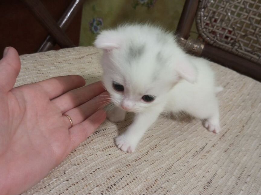 Скоттиш фолд девочка