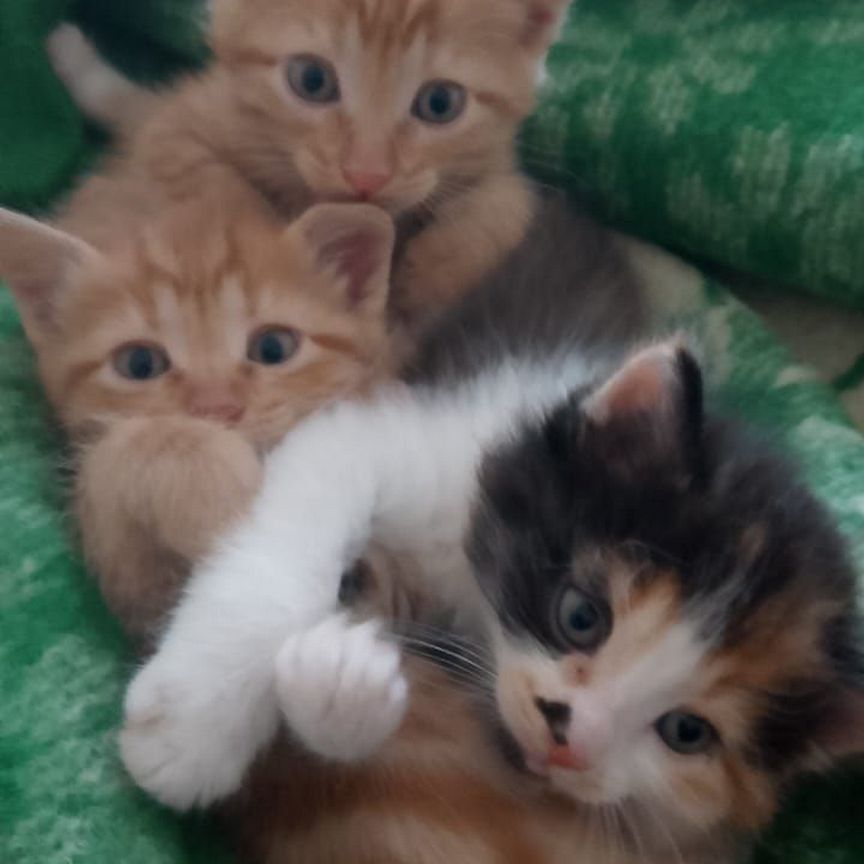 Котята в добрые руки