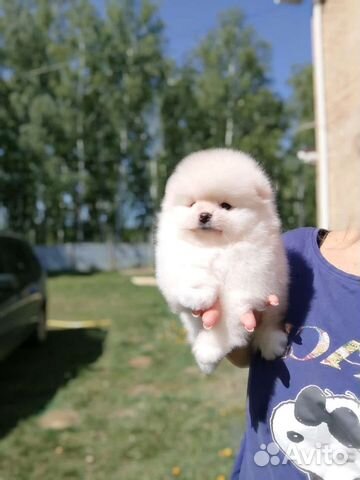 Померанцы щенки мишки